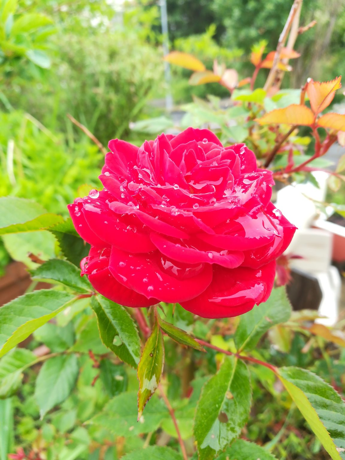 The first roses of the year are finally showing up in the garden ...