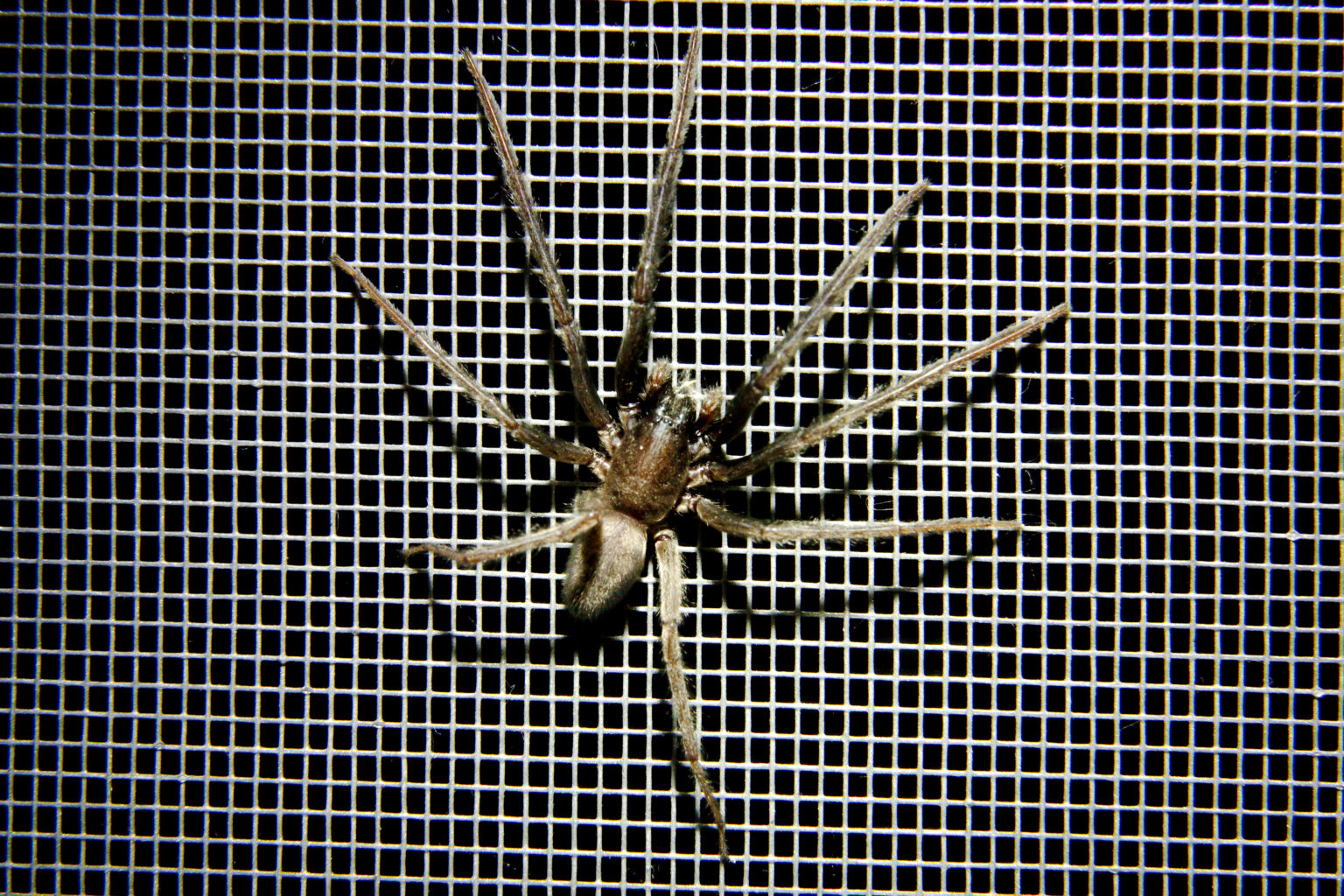 Spiders are hunting in the night – Nilorea Studio